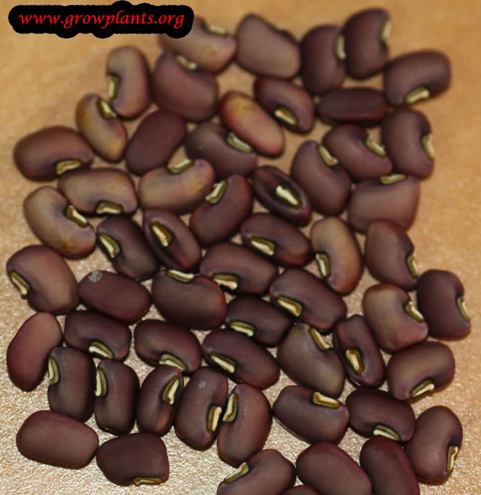 Cowpea - How to grow & care