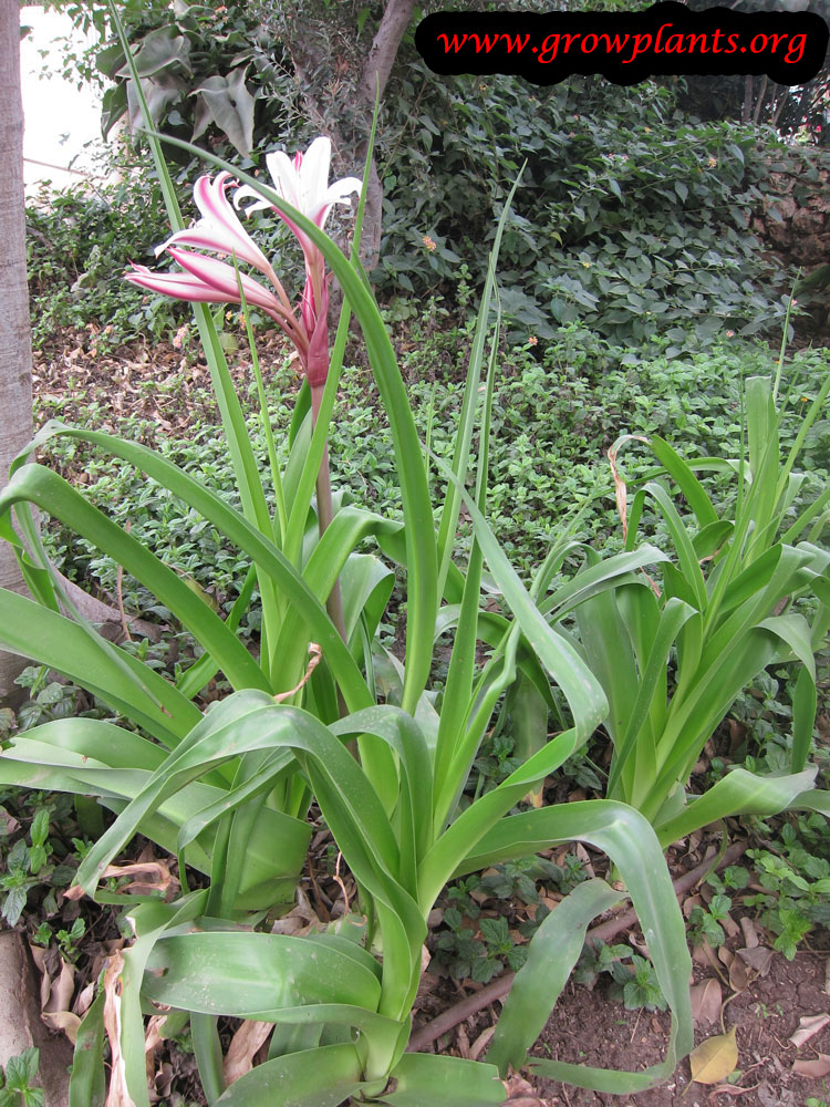 Crinum latifolium - How to grow & care