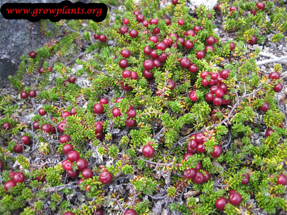 Crowberry - How to grow & care