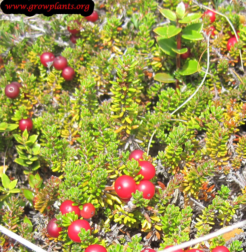 Crowberry - How to grow & care