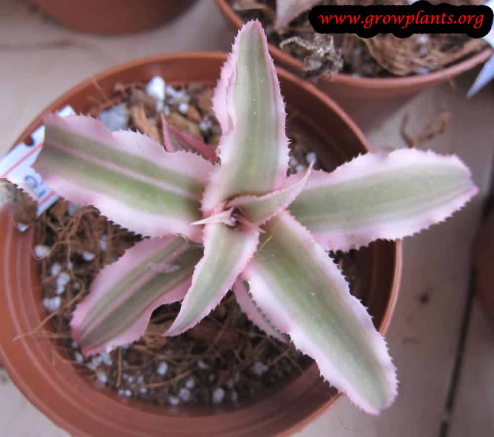 Cryptanthus bivittatus - How to grow & care