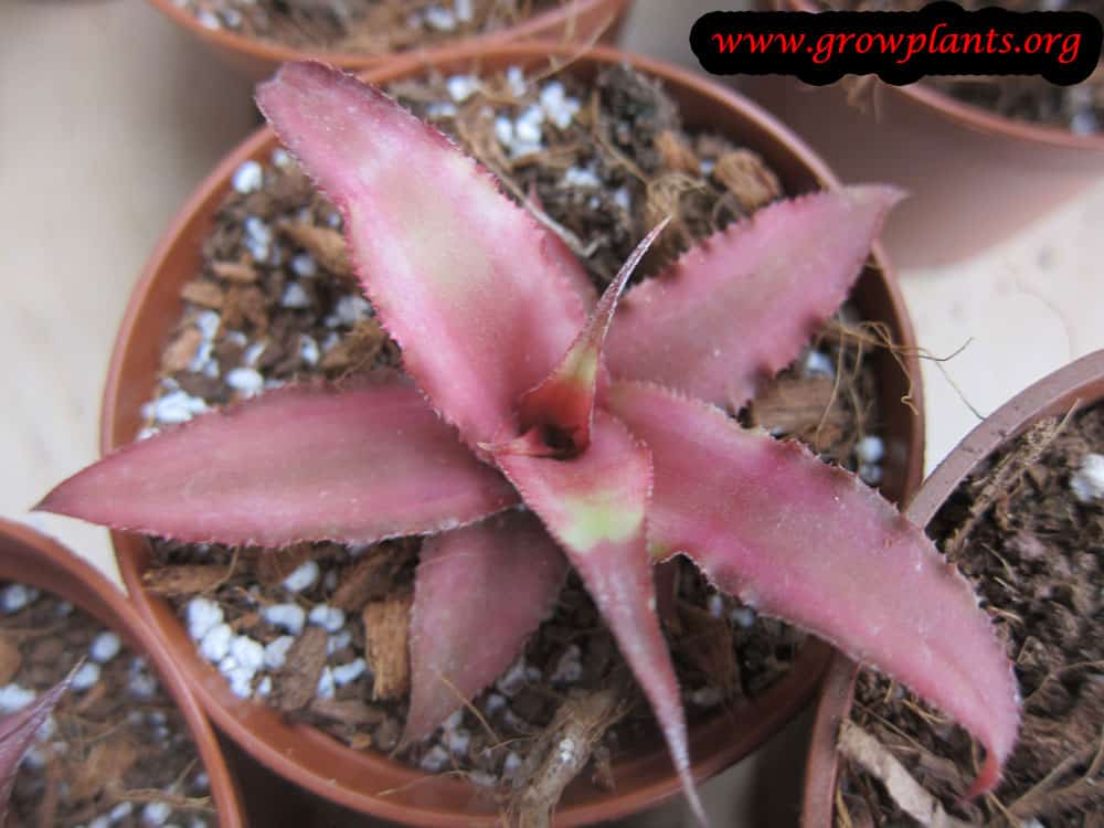 Cryptanthus bivittatus - How to grow & care