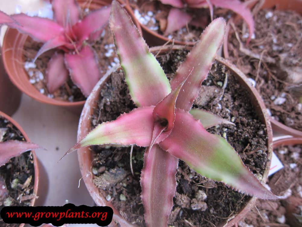 Cryptanthus bivittatus - How to grow & care