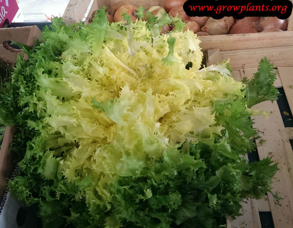 Curly endive - How to grow & care