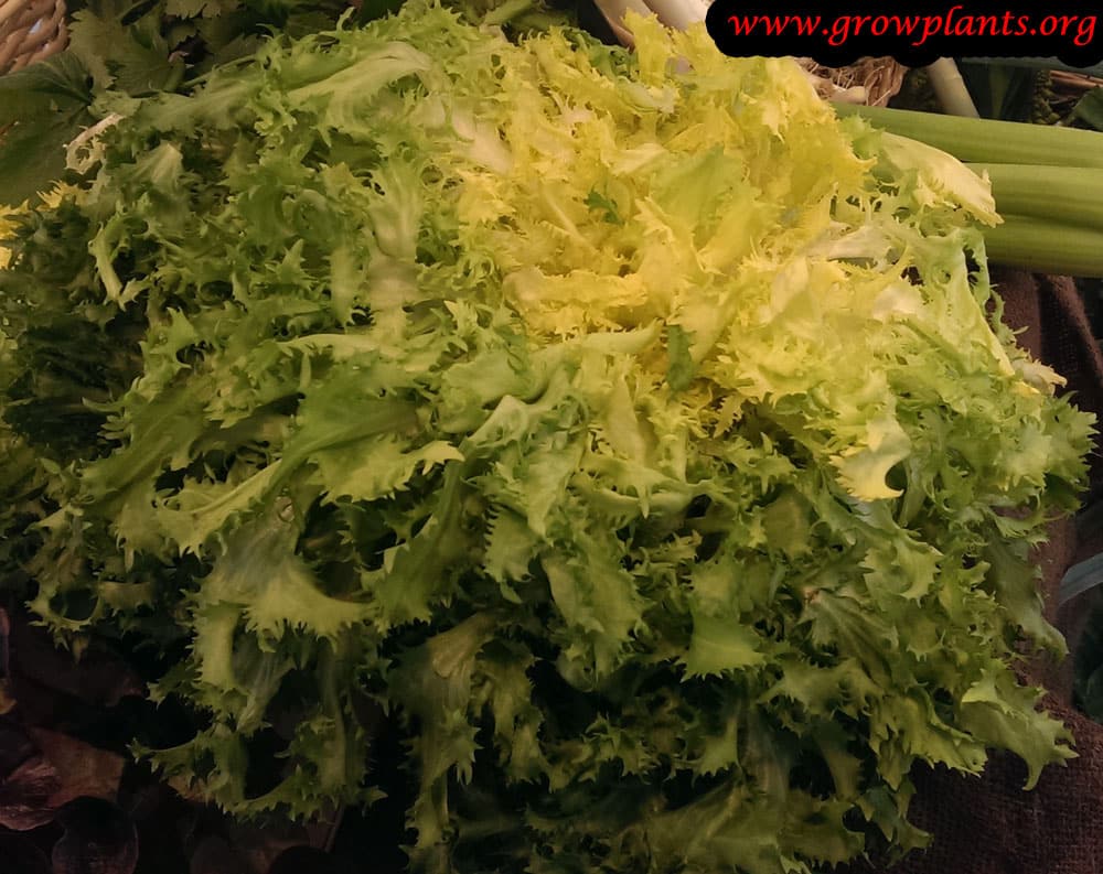 Curly endive - How to grow & care