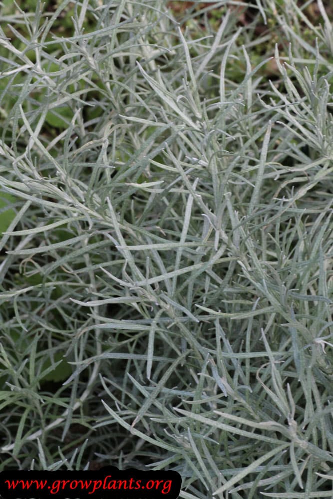 Curry plant - How to grow & care