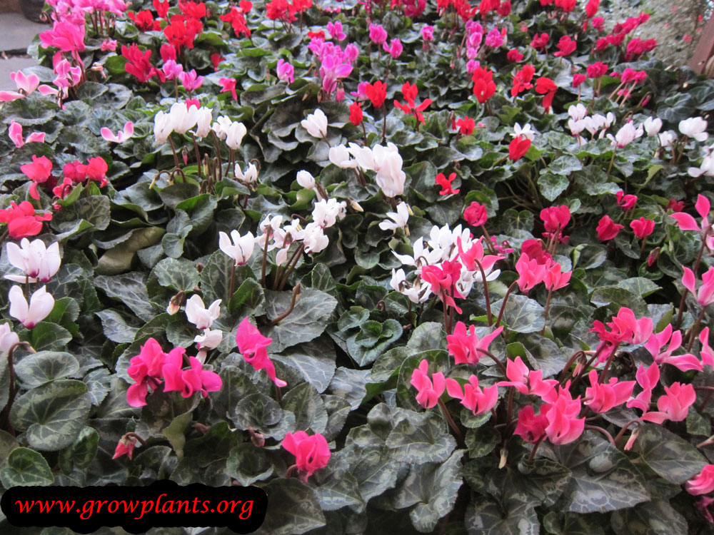 Cyclamen persicum - How to grow & care