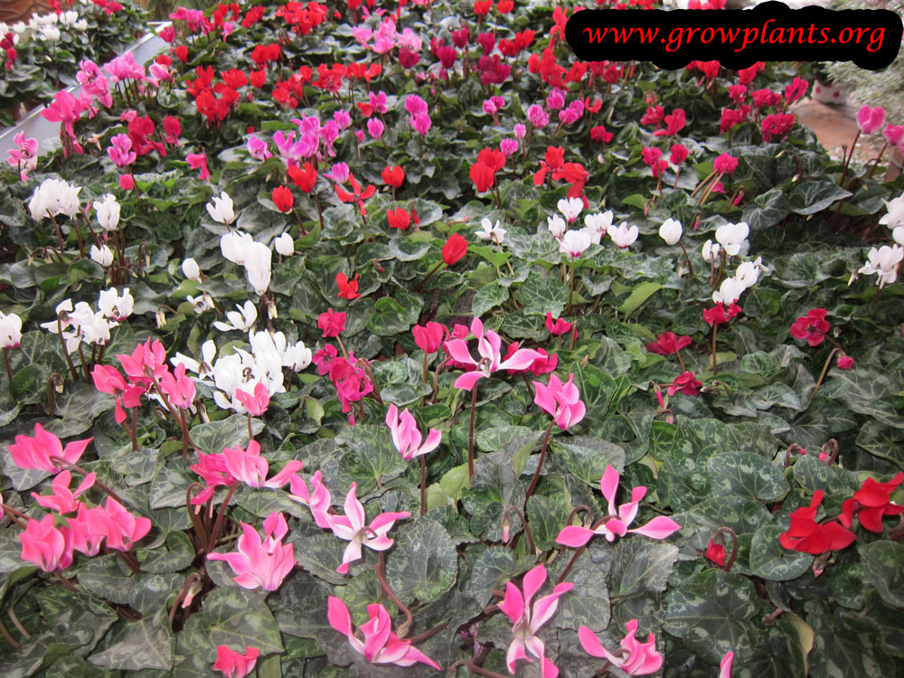 Cyclamen persicum - How to grow & care