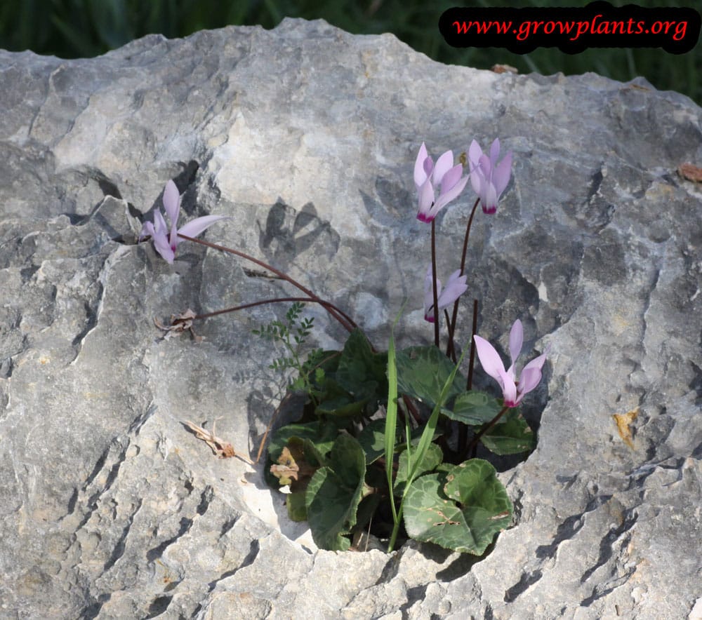 Cyclamen persicum - How to grow & care