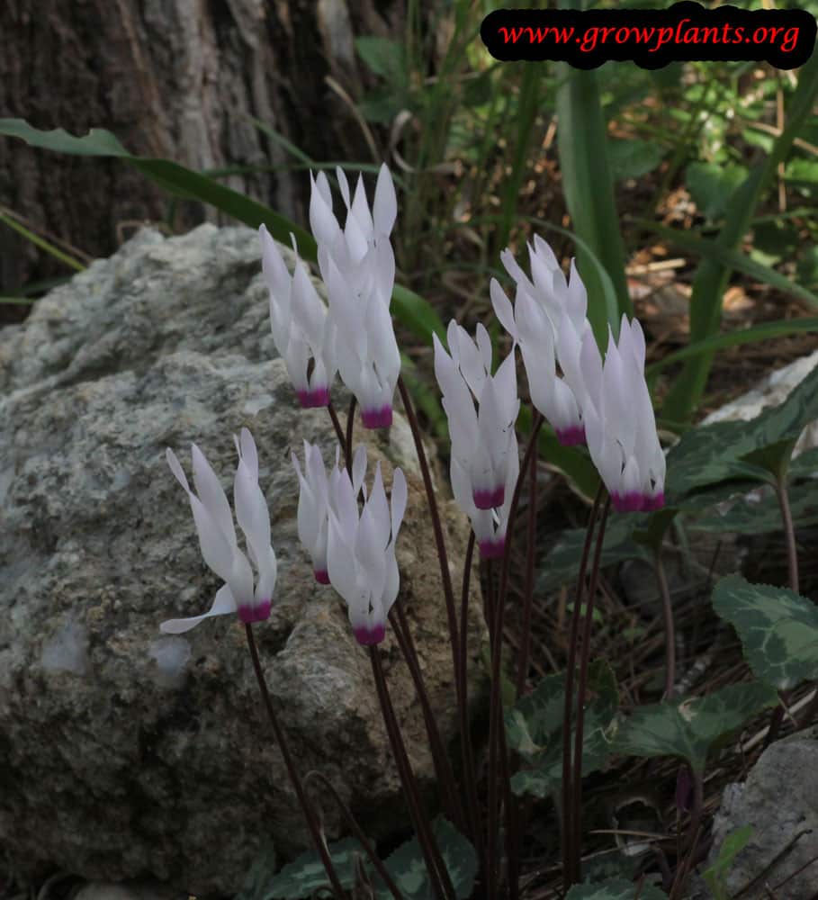 Cyclamen persicum - How to grow & care