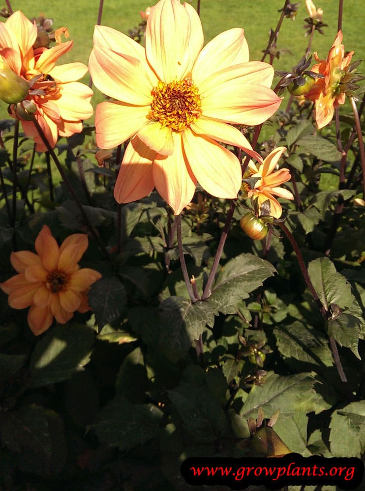 Dahlia Mystic illusion - How to grow & care