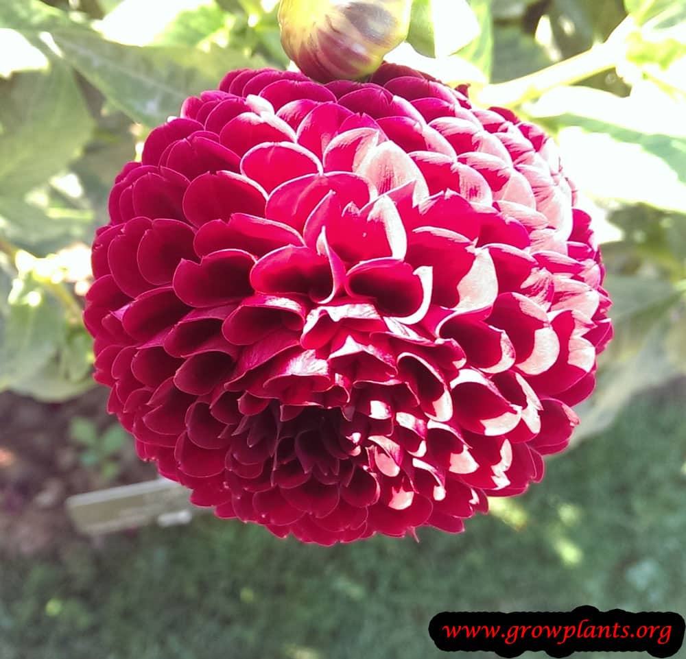 Dahlia pompon - How to grow & care