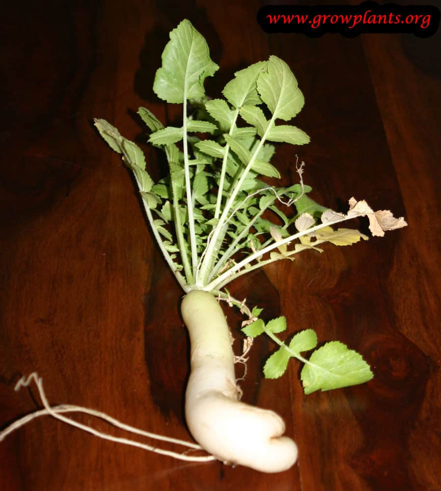 Daikon - How to grow & care