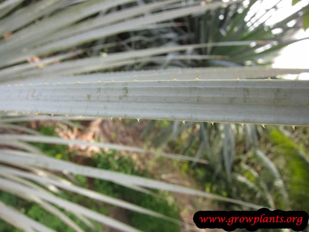 Dasylirion wheeleri - How to grow & care