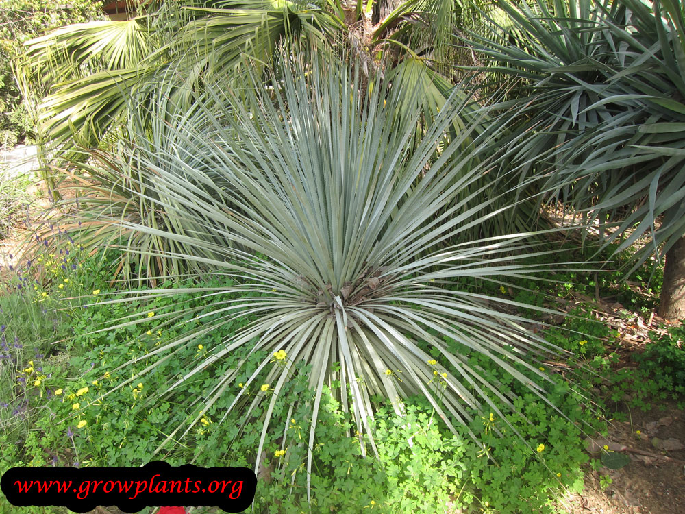 Dasylirion wheeleri - How to grow & care