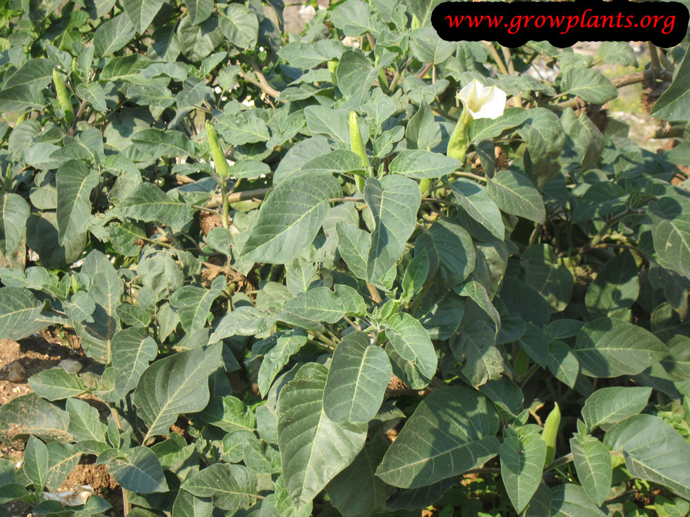 Datura - How to grow & care