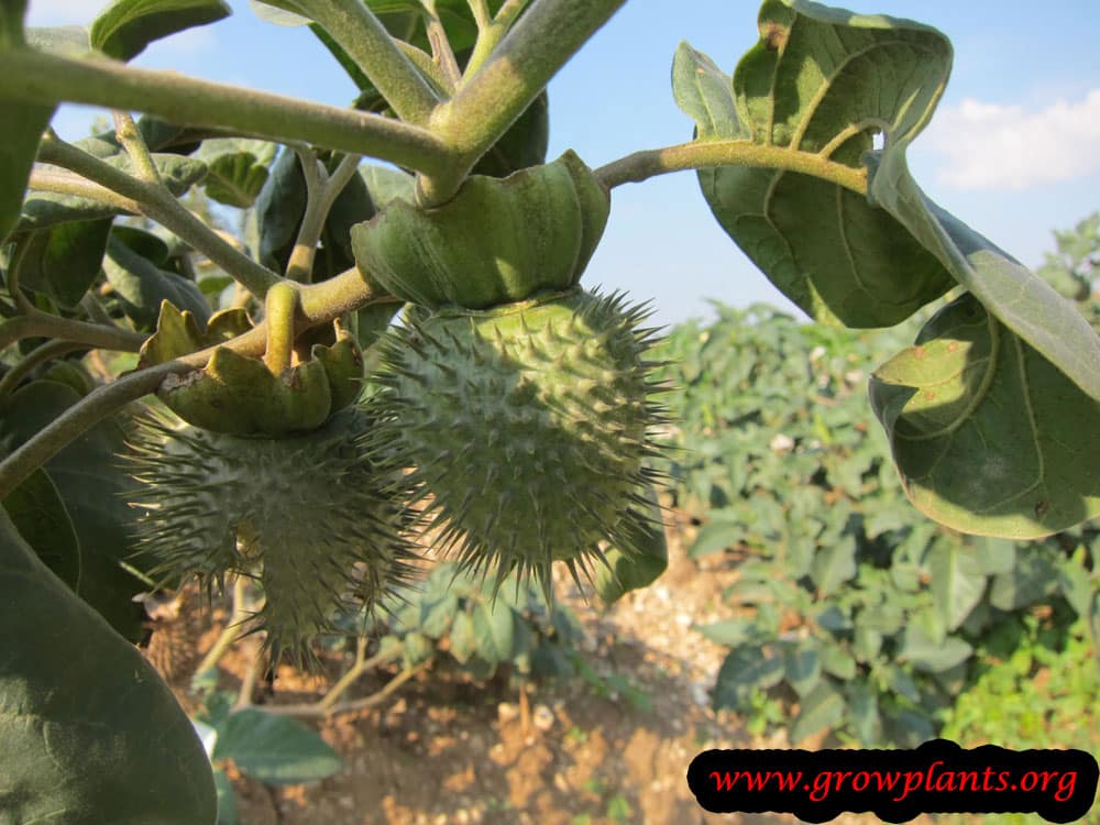 Datura - How to grow & care