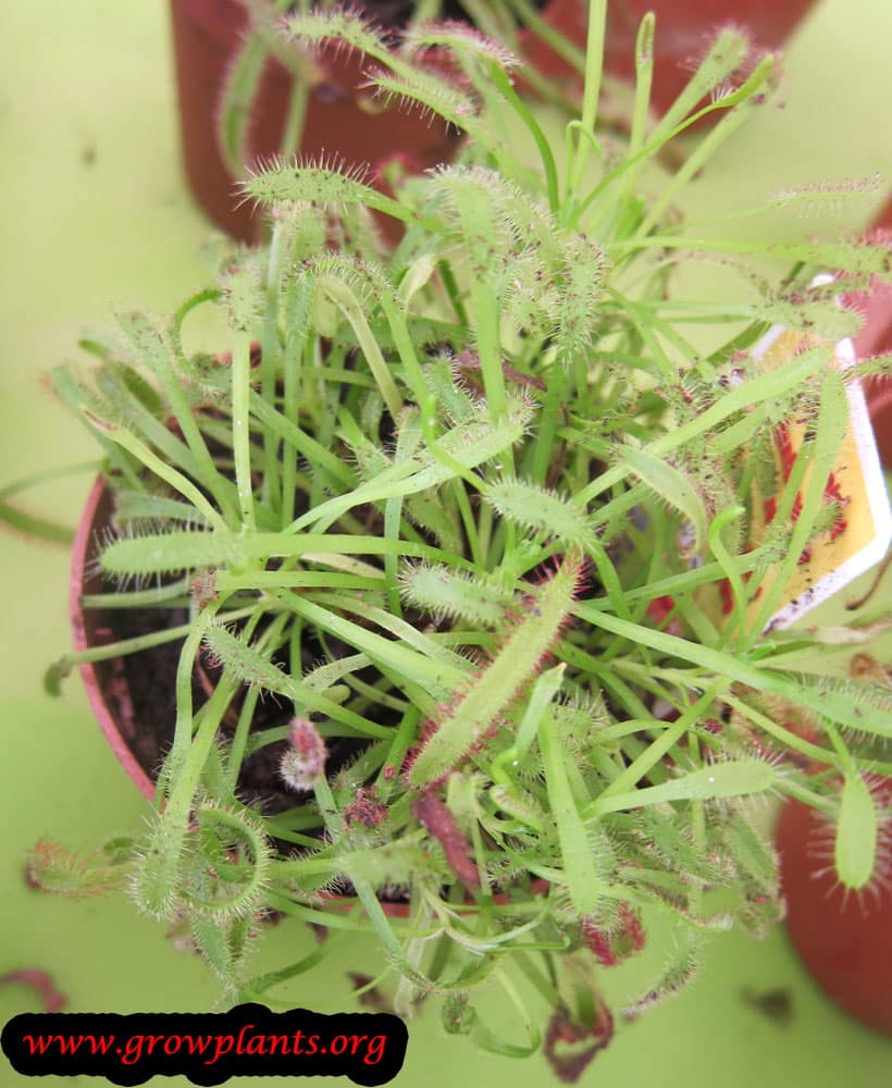 Drosera capensis - How to grow plants
