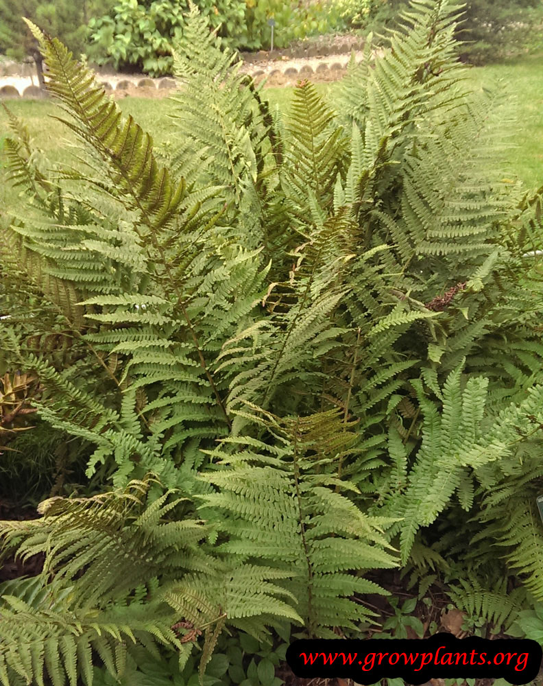 Dryopteris filix mas - How to grow & care