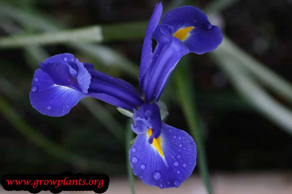 Dutch Iris - How to grow & care