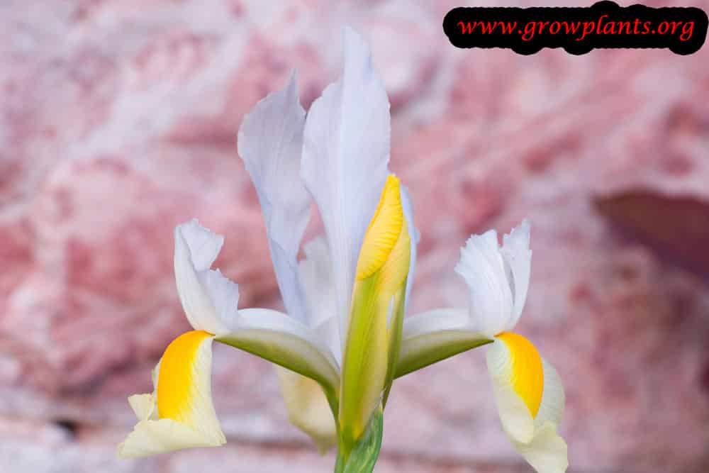 Dutch Iris - How to grow & care
