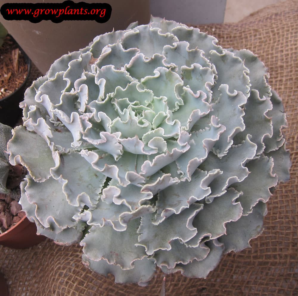 Echeveria Ruffles - How to grow & care