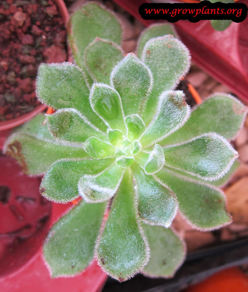 Echeveria setosa - How to grow plants
