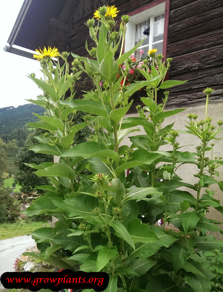 Elecampane - How to grow & care