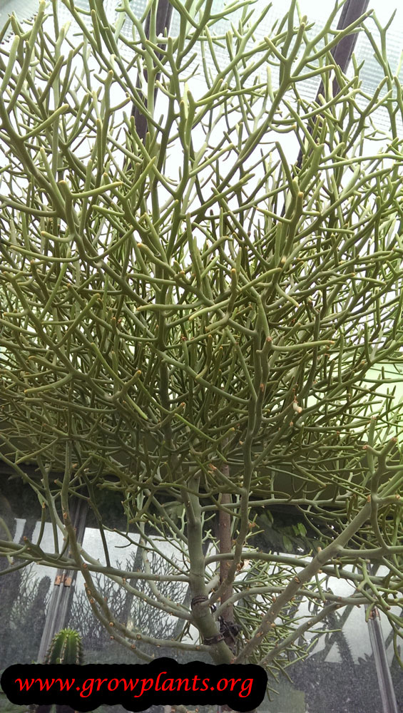 Euphorbia tirucalli - How to grow & care