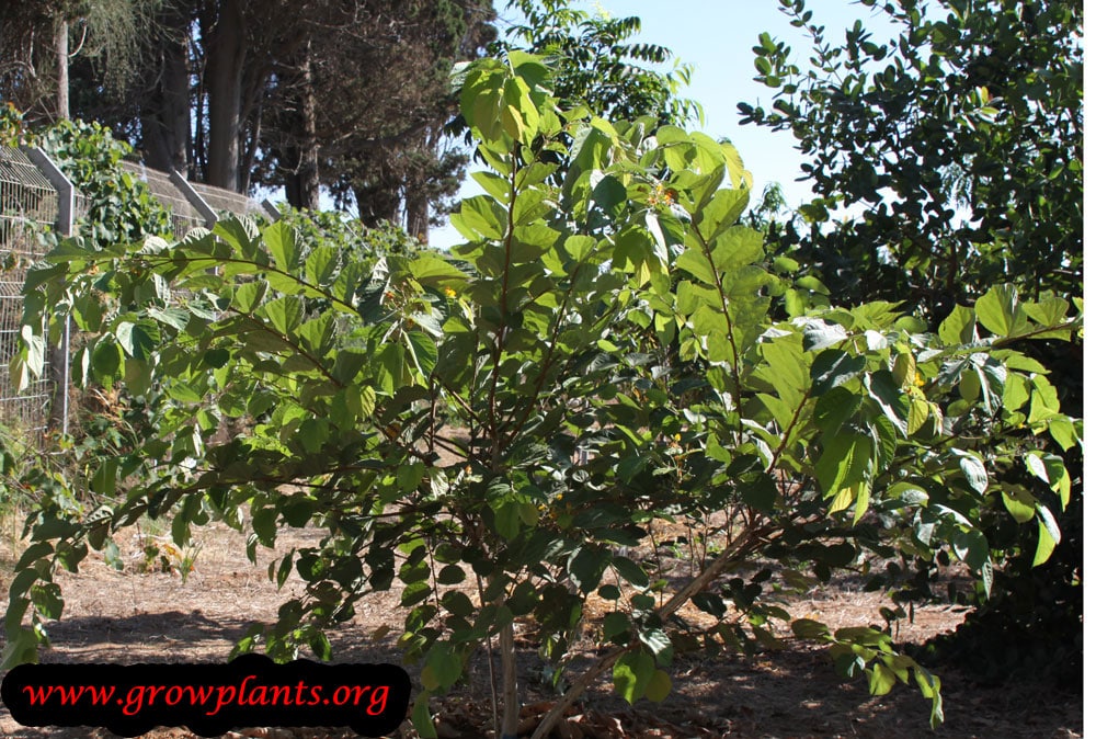 Falsa - How to grow plants