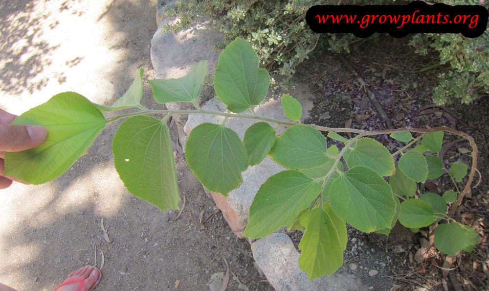 Falsa - How to grow plants