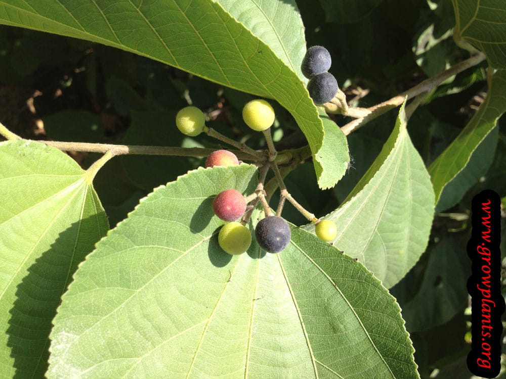 Falsa - How to grow plants