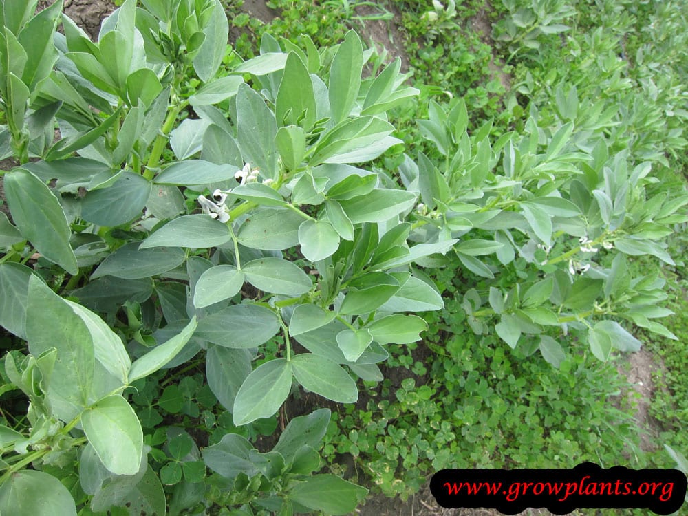 Fava bean - How to grow & care