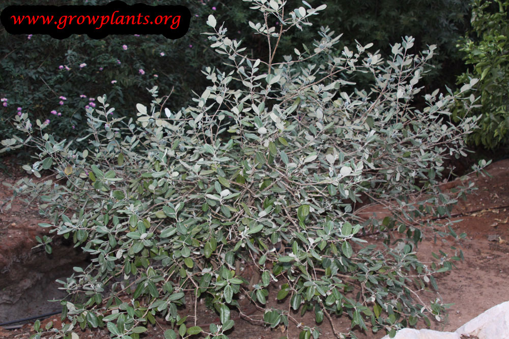 Feijoa - How to grow & care