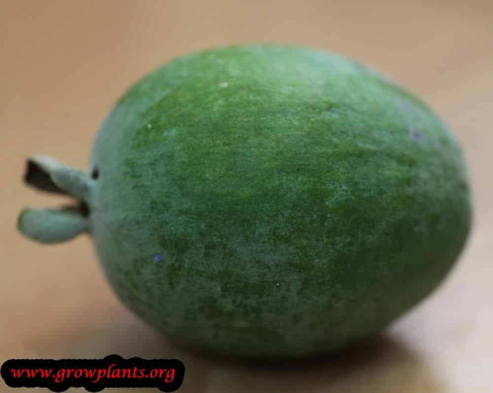 Feijoa - How to grow & care