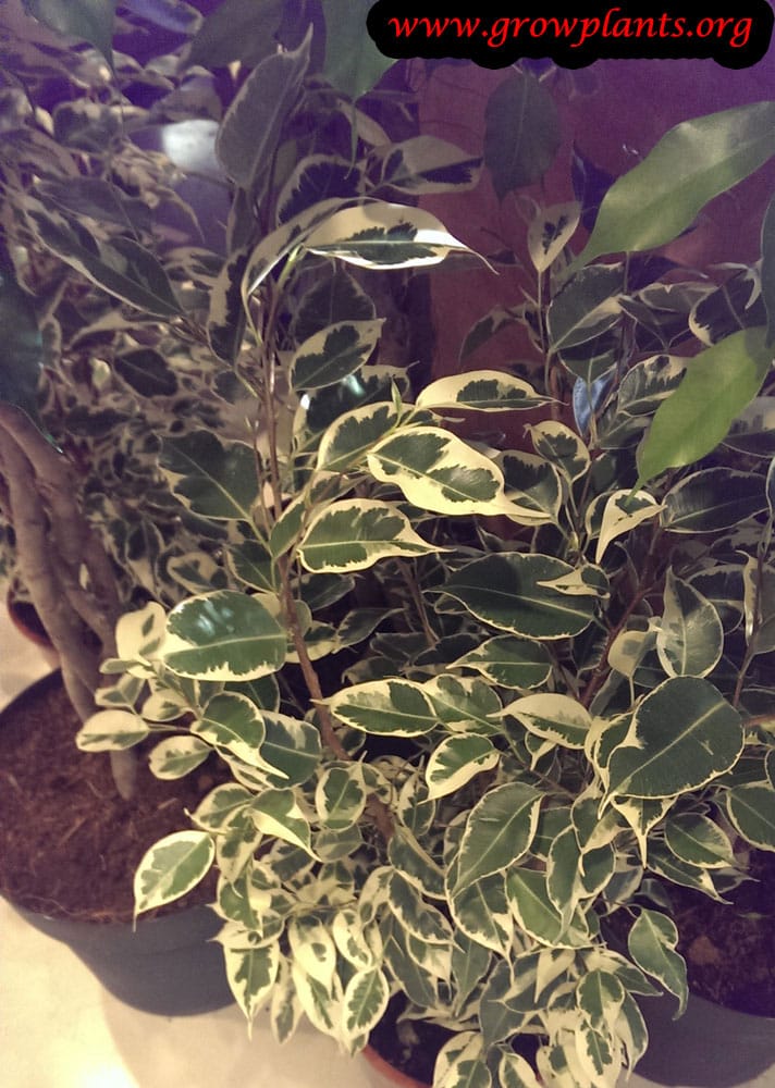 Ficus benjamina - How to grow & care