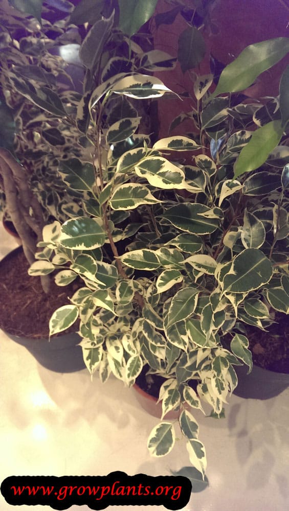 Ficus benjamina - How to grow & care