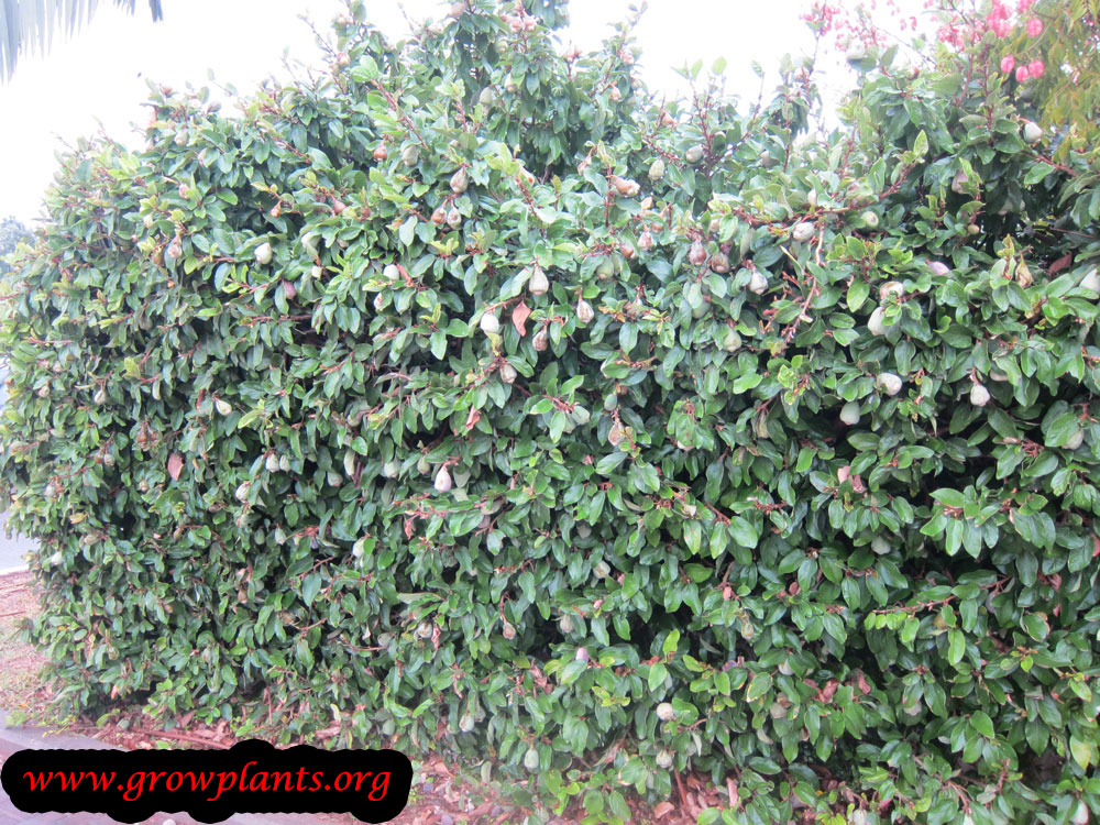 Ficus pumila - How to grow & care