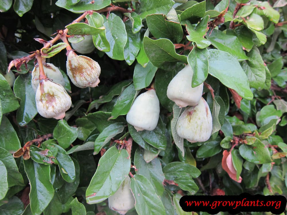 Ficus pumila - How to grow & care