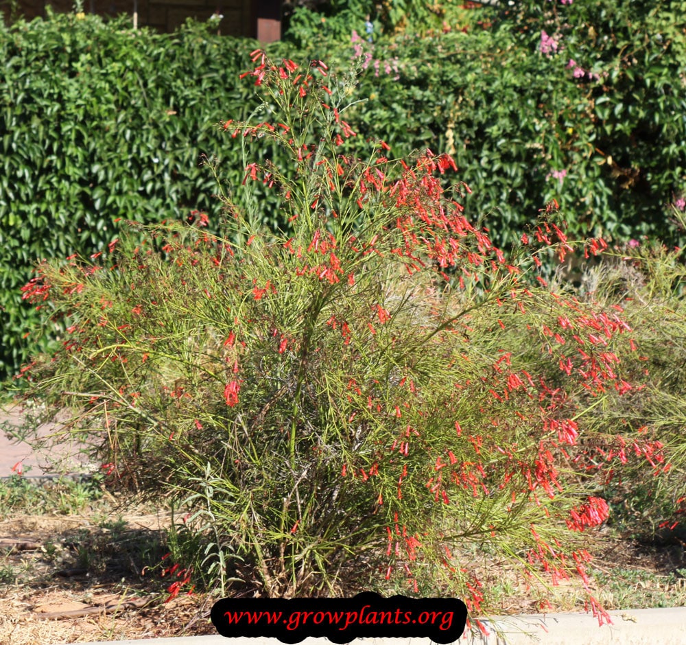 Firecracker plant - How to grow & care Firecracker plant - How to grow & care