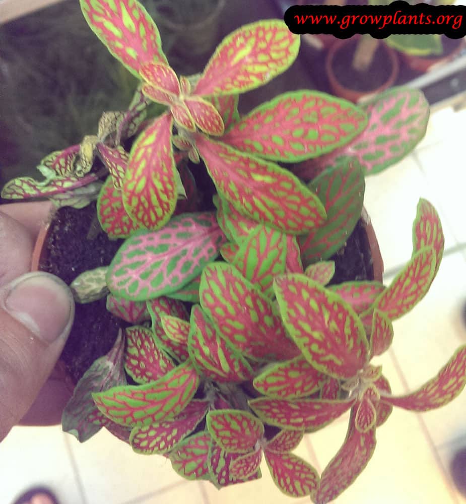 Fittonia - How to grow & care