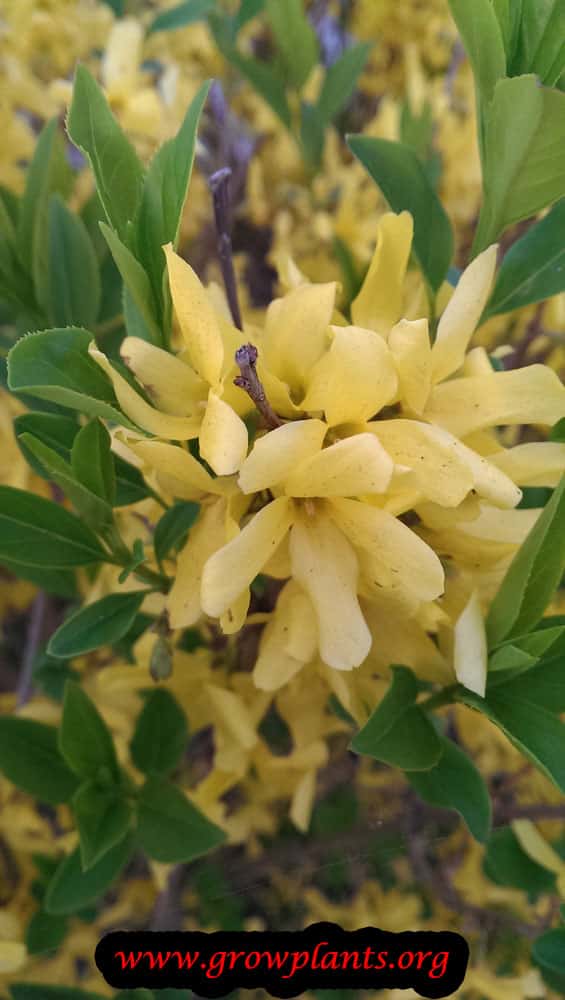 Forsythia - How to grow & care