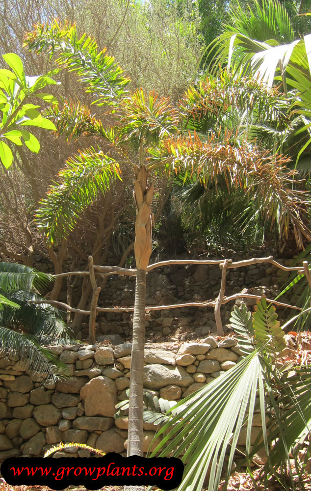 Foxtail palm - How to grow & care