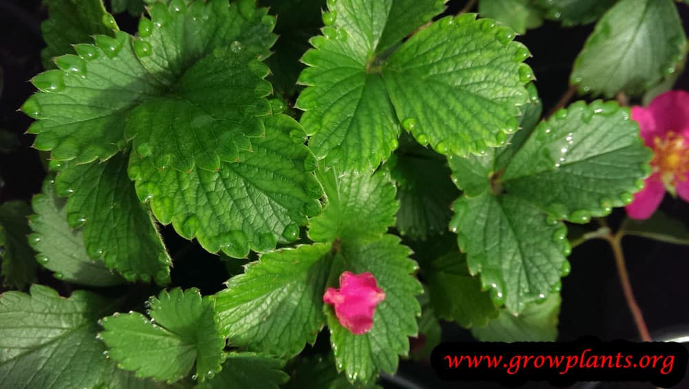 Fragaria chiloensis - How to grow & care