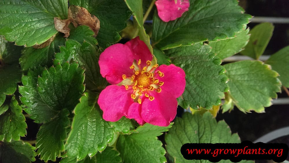 Fragaria chiloensis - How to grow & care