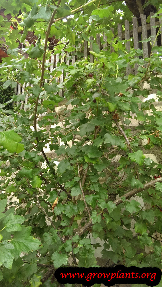 Gooseberry - How to grow & care