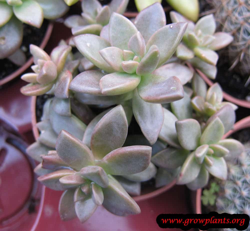 Graptopetalum paraguayense - How to grow & care