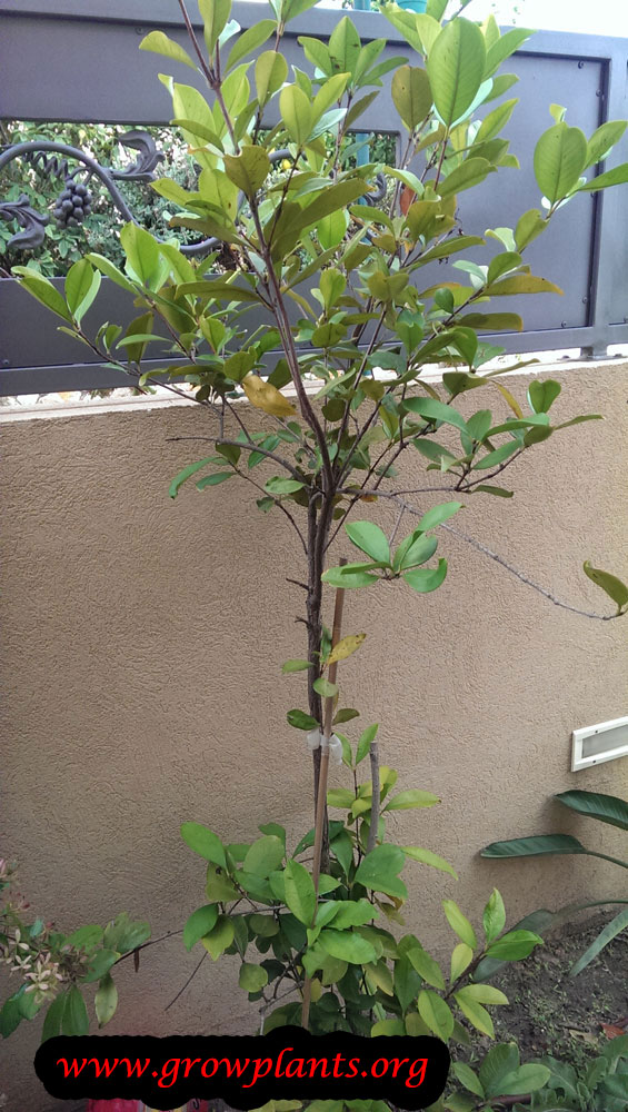 Grumichama - How to grow & care