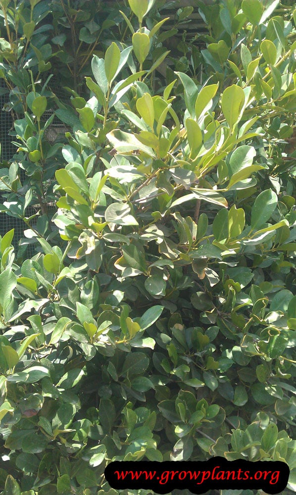 Grumichama - How to grow & care