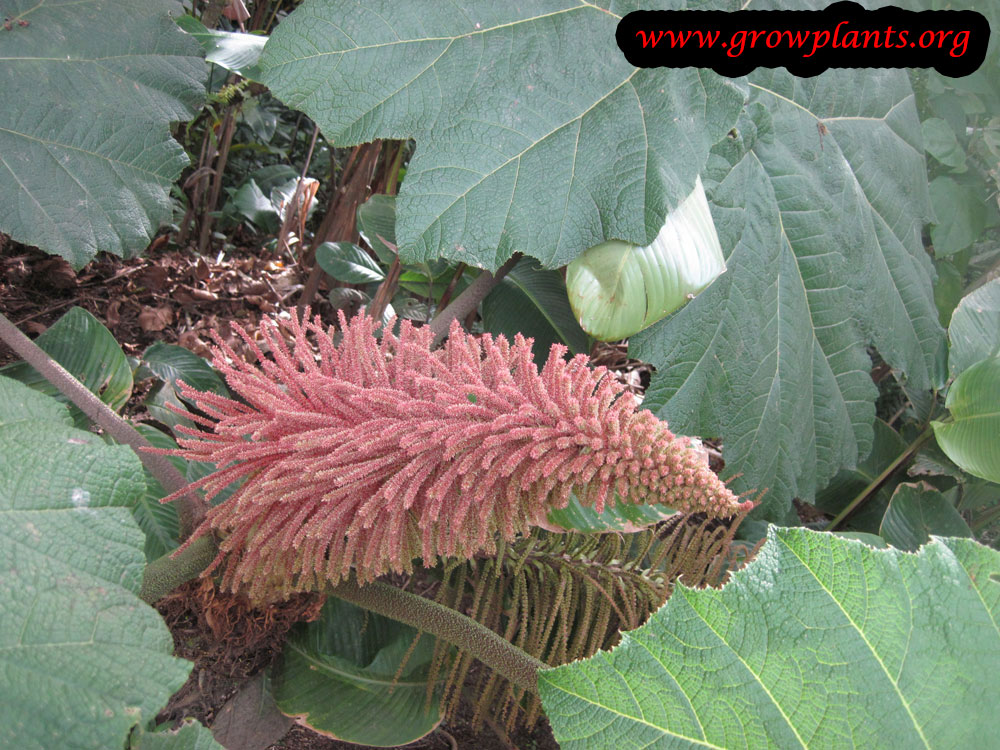 Gunnera - How to grow & care